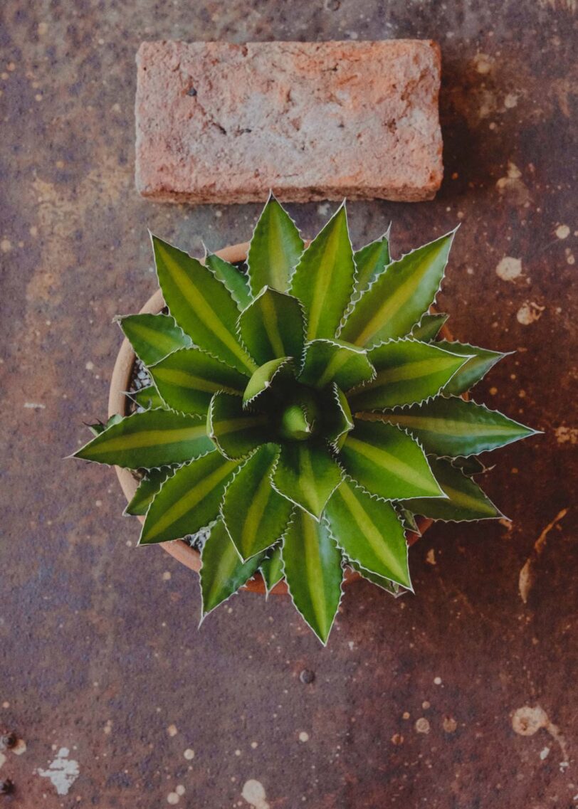 Agave univittata ‘Splendida’ maceta barro - Plants Lovers Uy