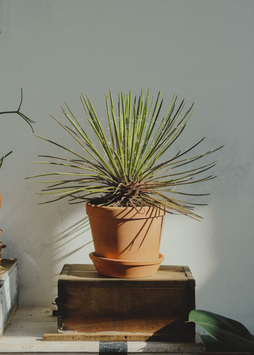 Agave Geminifolia “Agave palito” en maceta barro 21 cm - Plants Lovers Uy