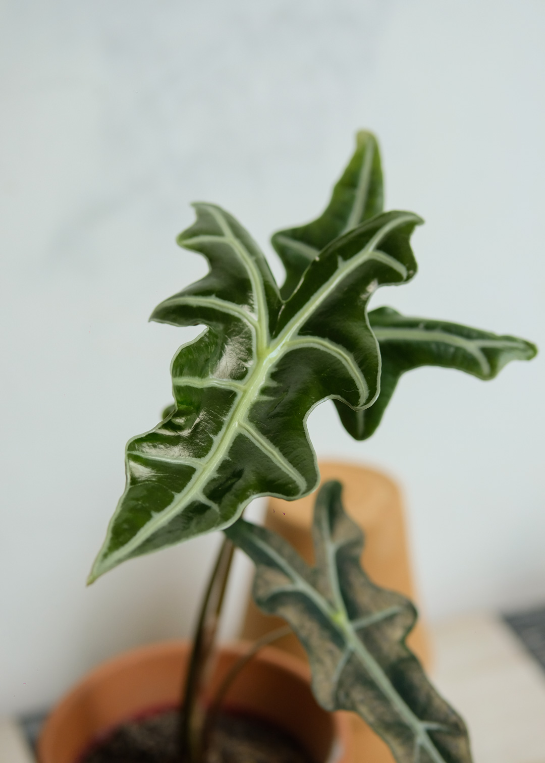 Alocasia Sanderiana ‘Nobilis’ - Plants Lovers Uy