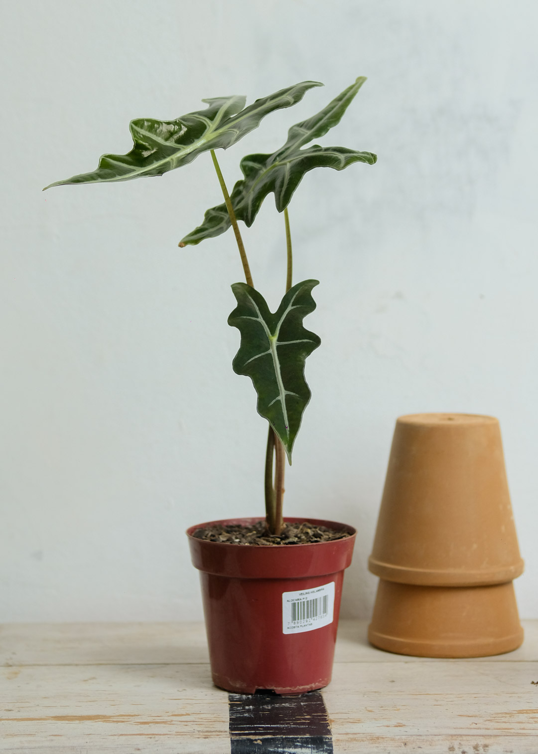 Alocasia Sanderiana ‘Nobilis’ - Plants Lovers Uy