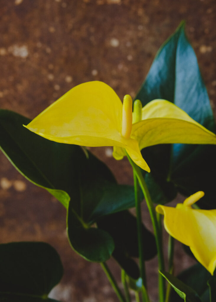 Anthurium andreanum ‘Amarillo' - Plants Lovers Uy